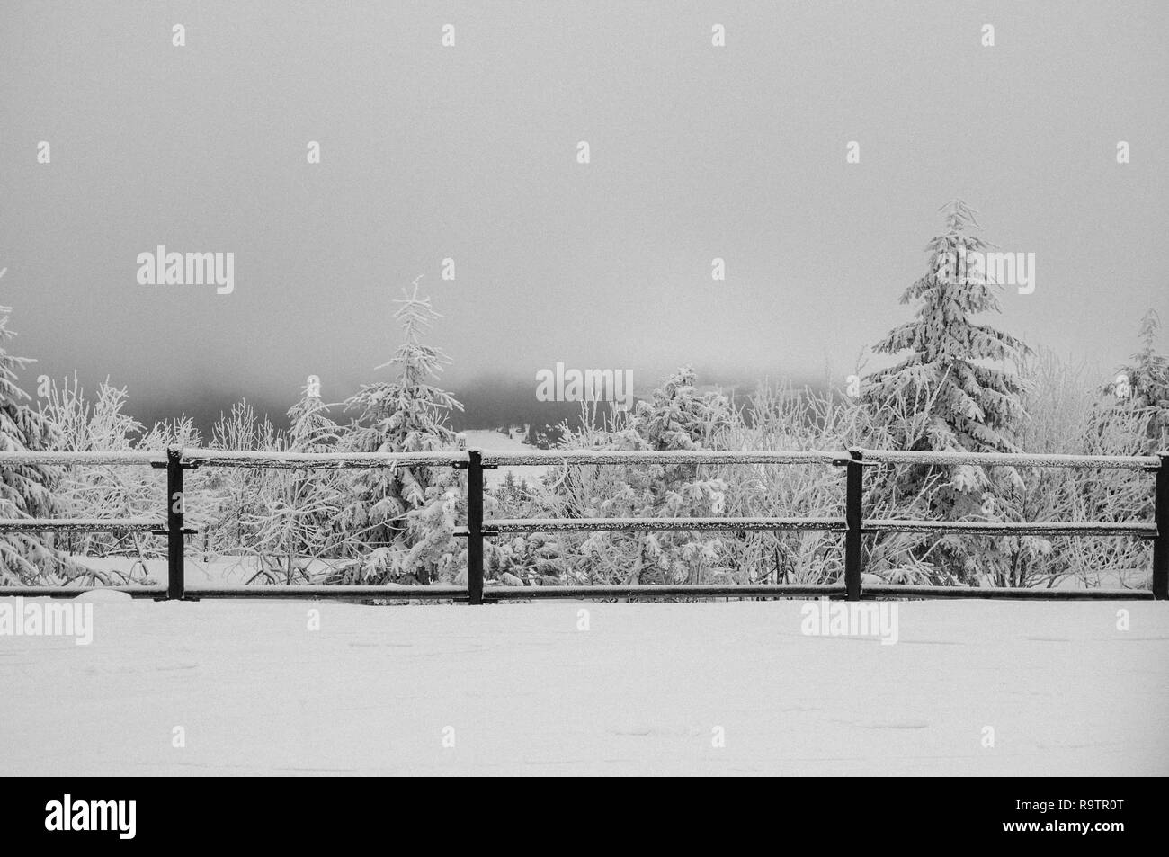 snowy fir trees at ski run in oberwiesenthal, saxony, germany Stock ...