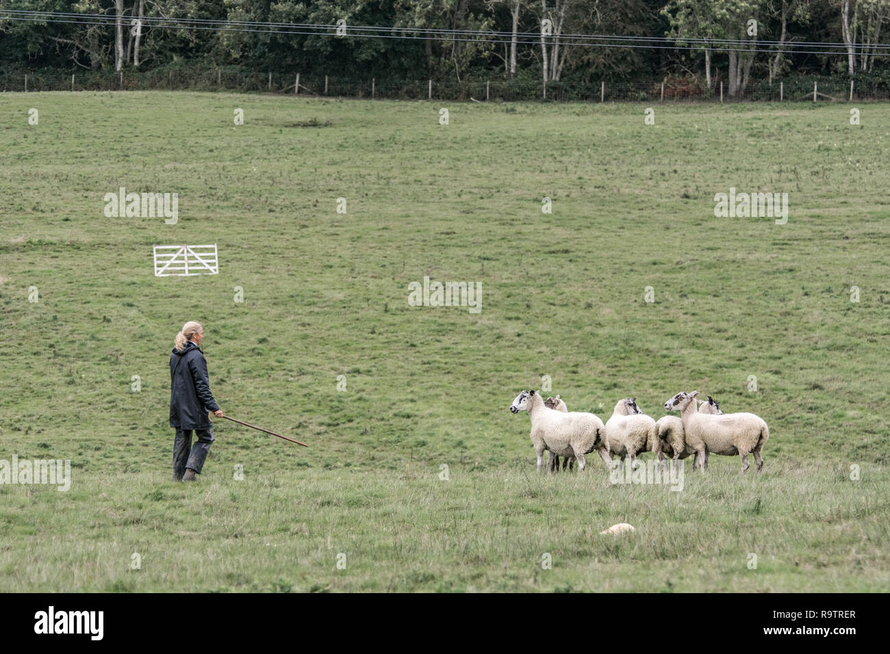 Sheep Dog Trials Stock Photo - Alamy