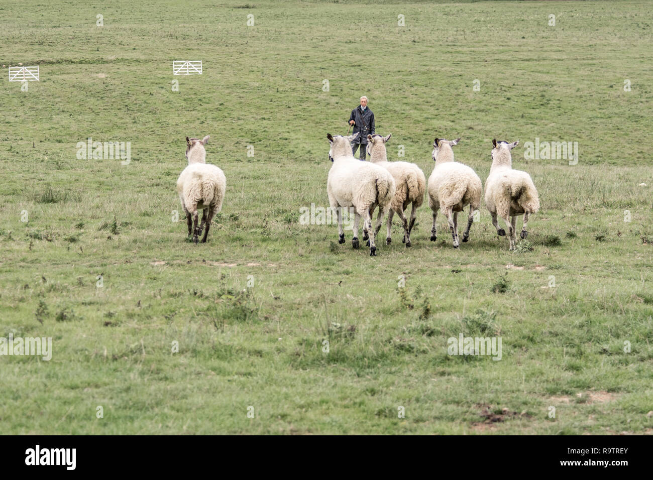 Sheep Dog Trials Stock Photo - Alamy