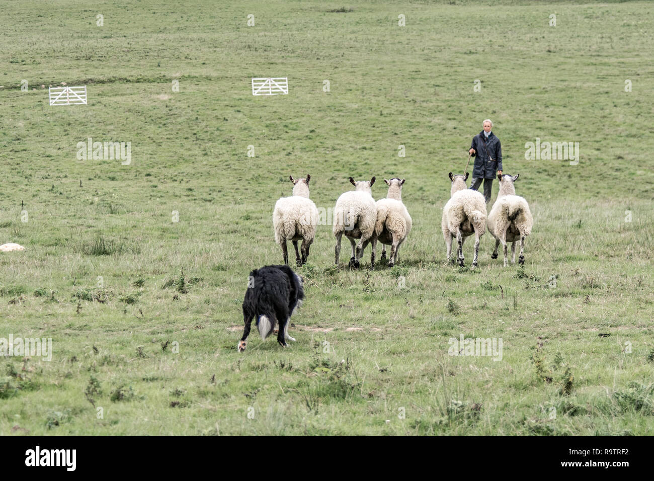 Sheep Dog Trials Stock Photo - Alamy