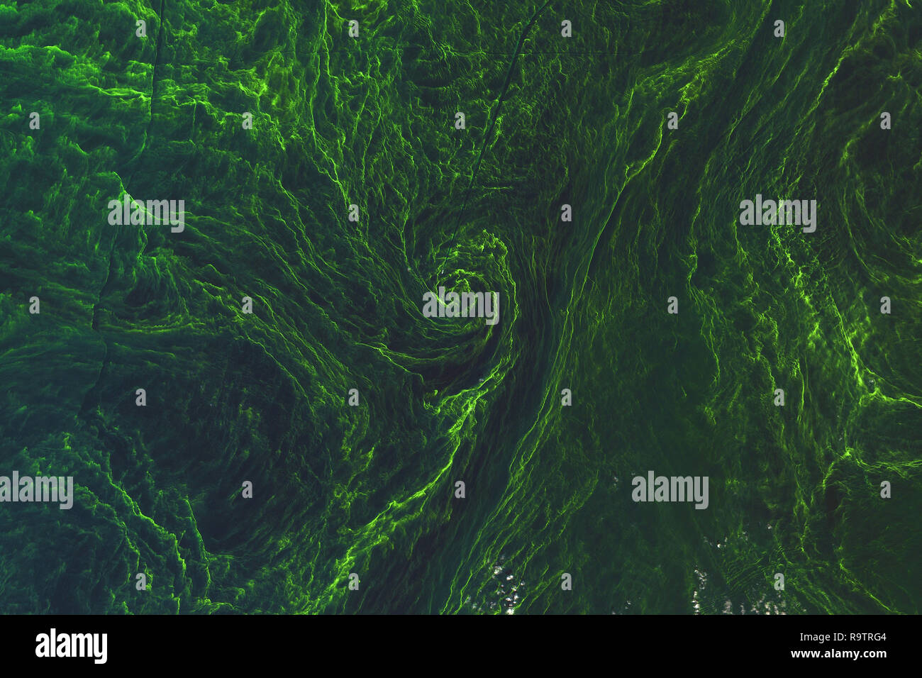 Algae bloom sea hi-res stock photography and images - Alamy