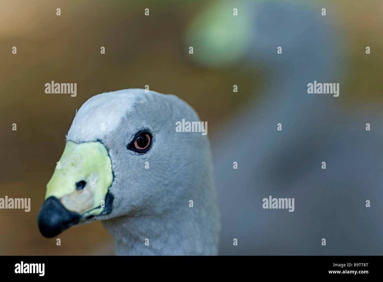 Australian goose hi-res stock photography and images - Alamy