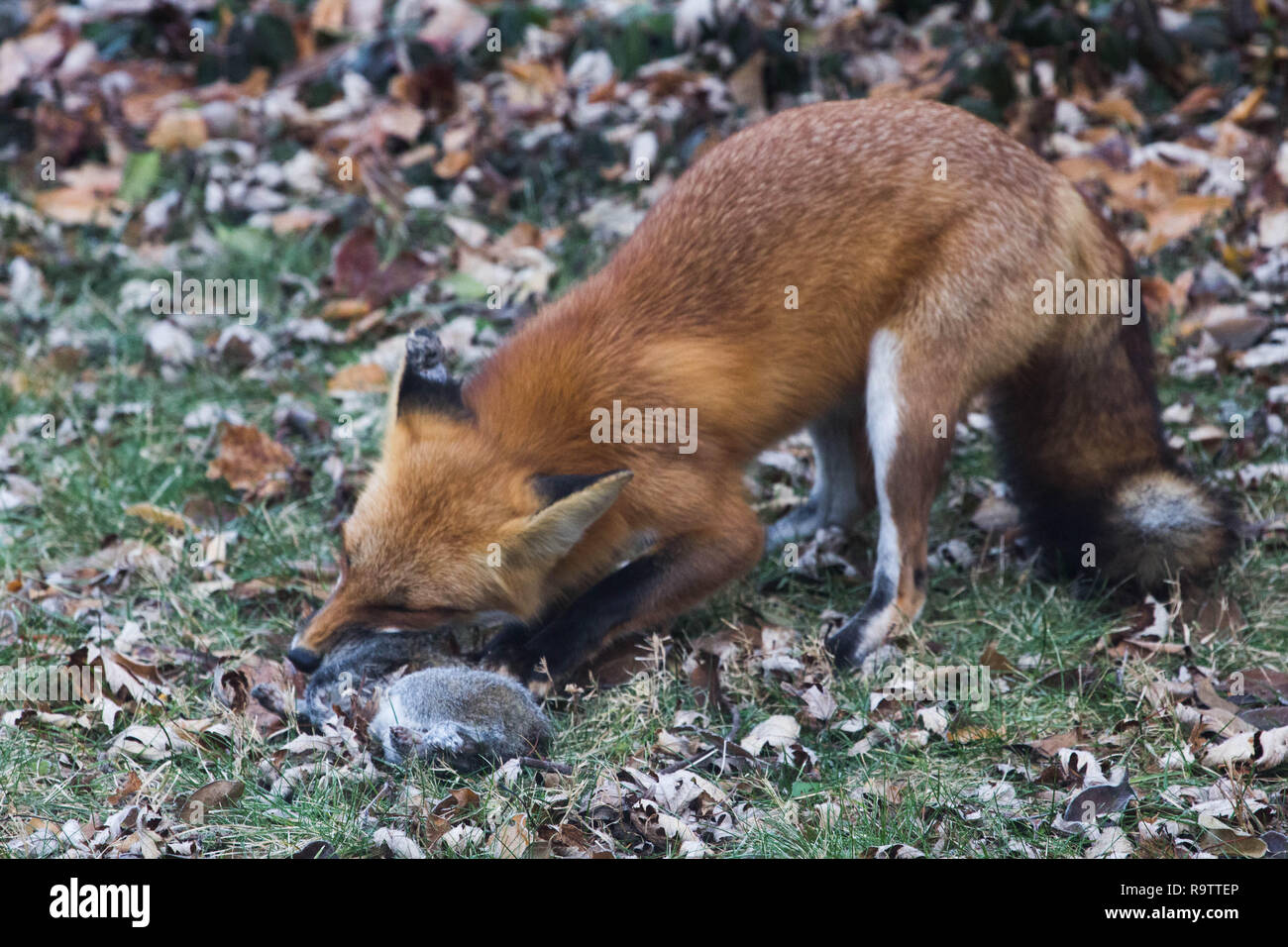 Red Fox Eating Squirrel Stock Photo - Alamy