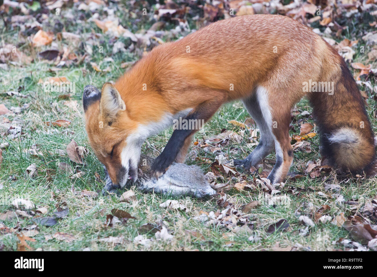 Red Fox Eating Squirrel Stock Photo - Alamy