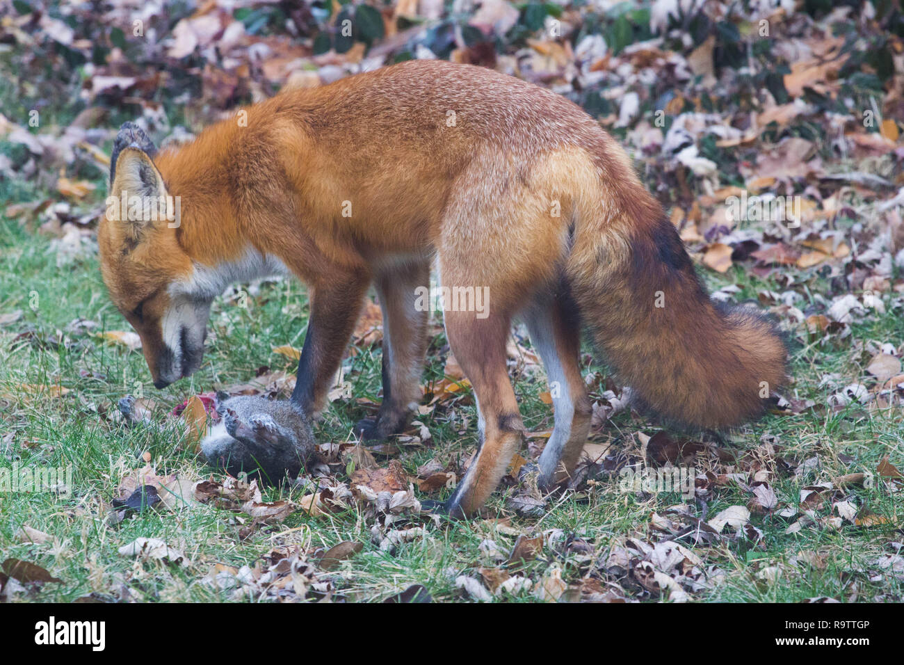 Red Fox Eating Squirrel Stock Photo - Alamy