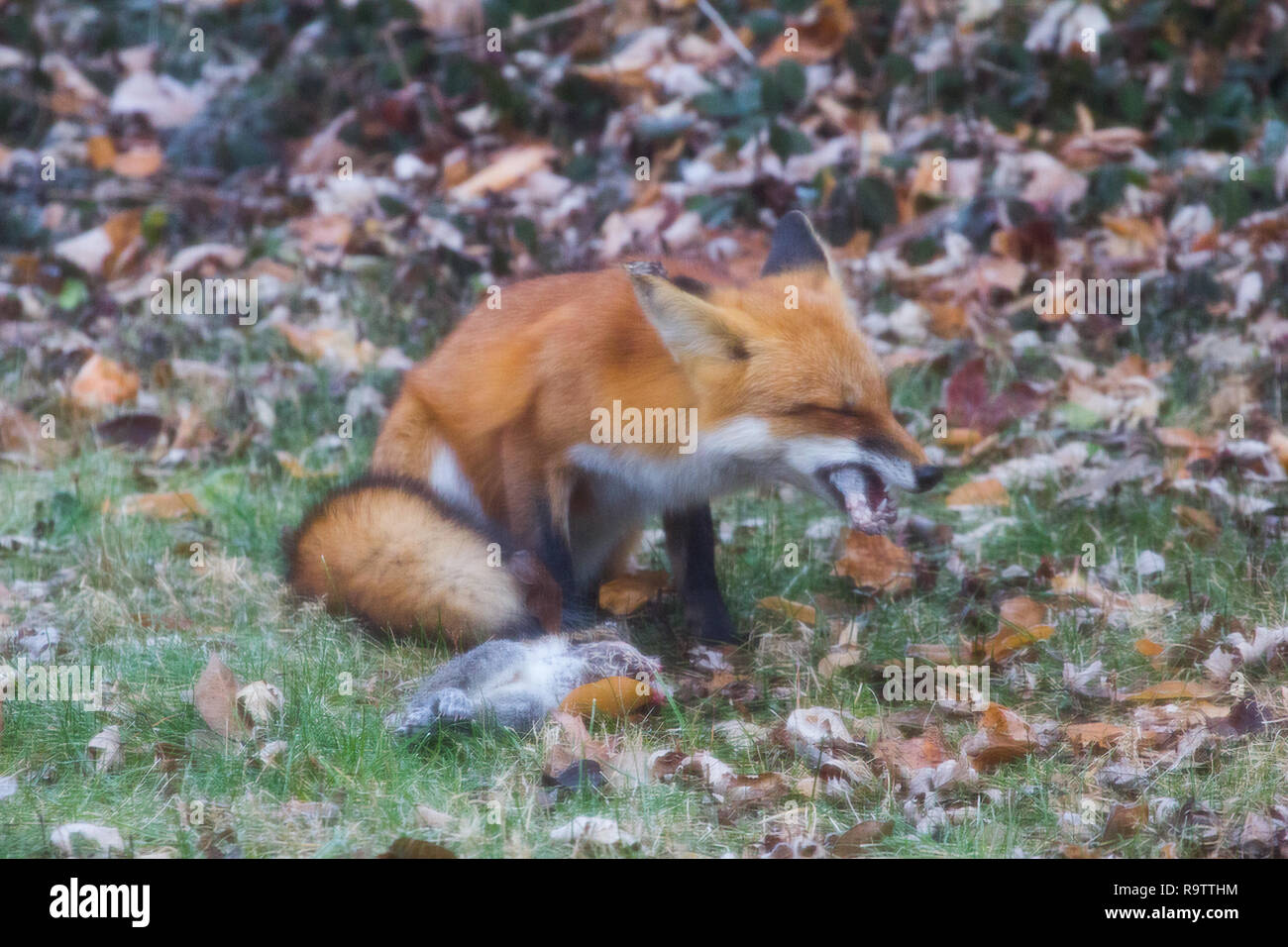 Red Fox Eating Squirrel Stock Photo - Alamy