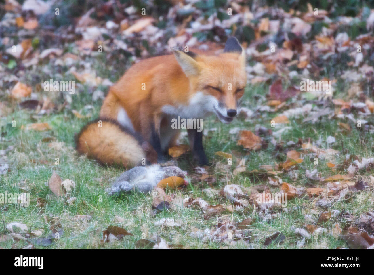 Red Fox Eating Squirrel Stock Photo - Alamy