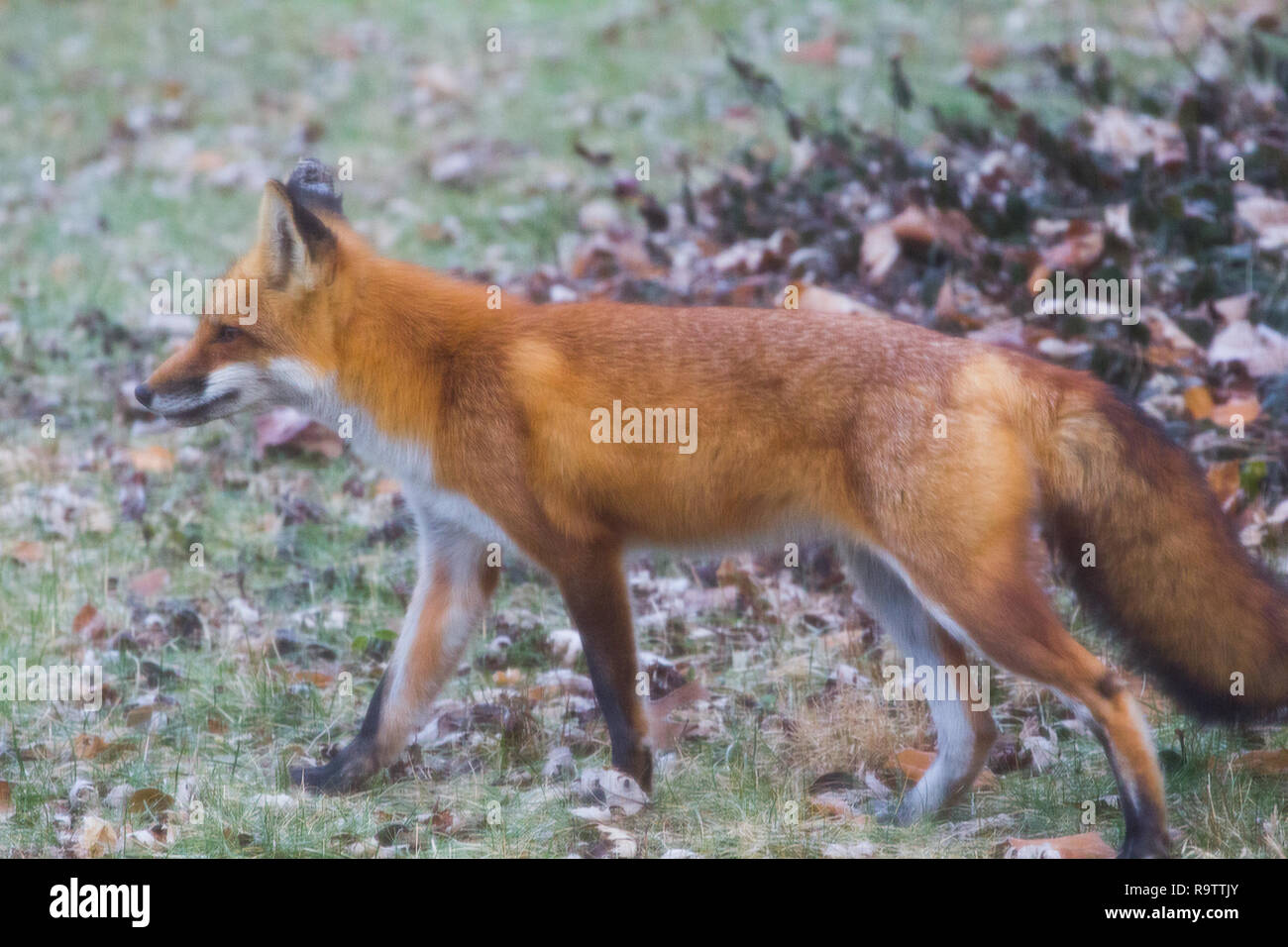 Fox With Squirrel High Resolution Stock Photography and Images - Alamy
