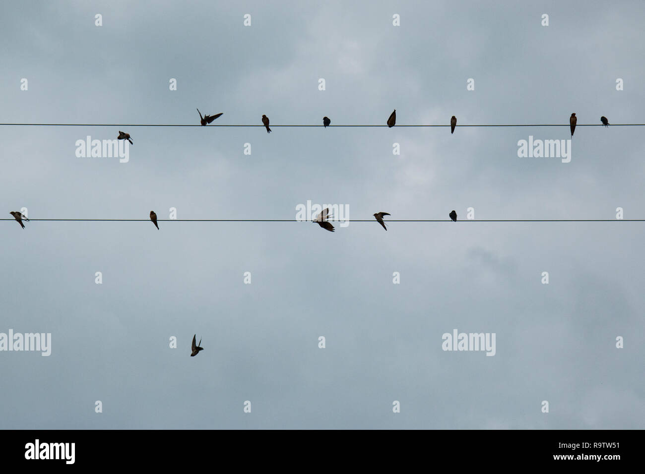 Barn swallow flock hi-res stock photography and images - Alamy