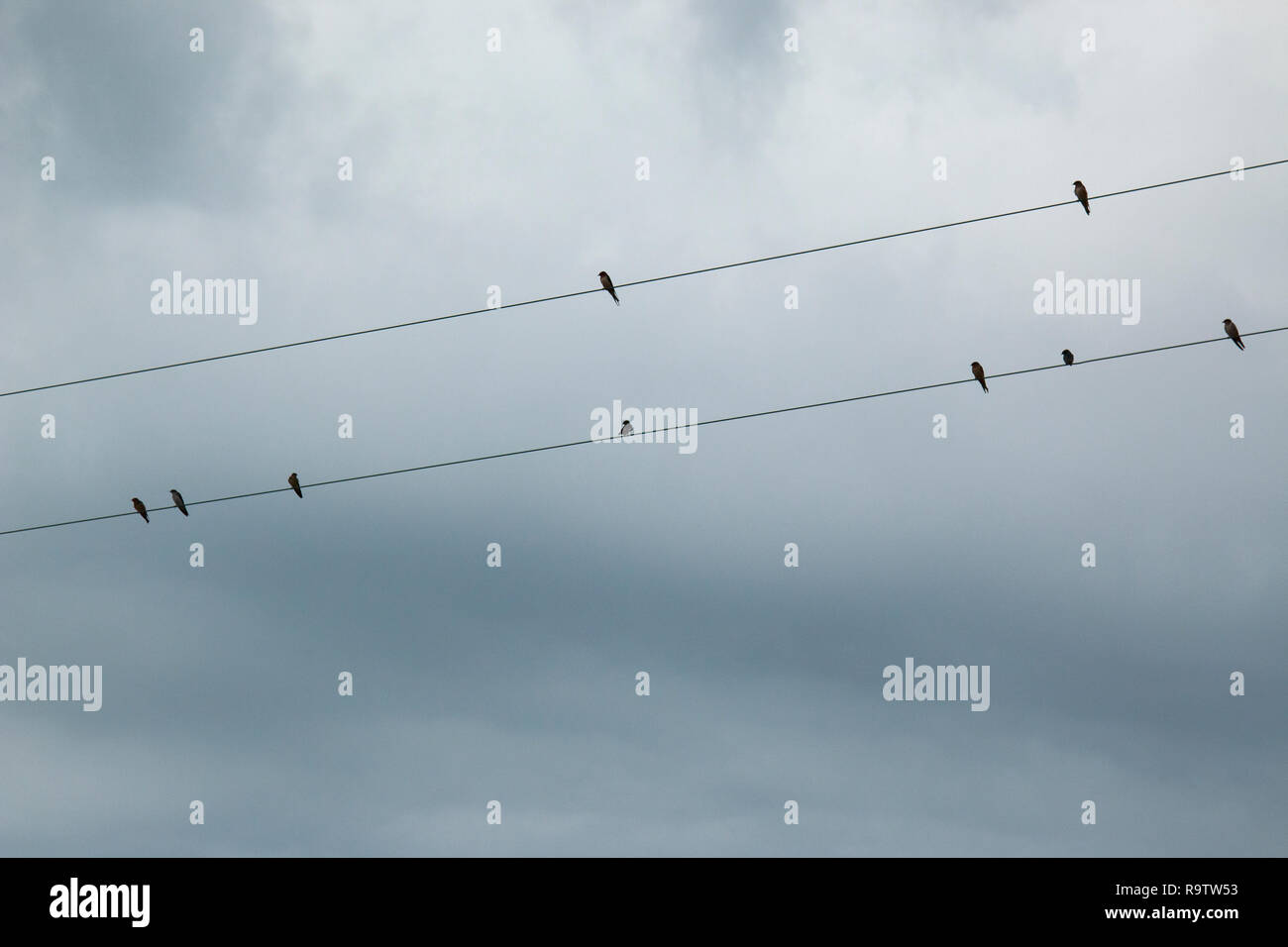 Barn swallow flock hi-res stock photography and images - Alamy