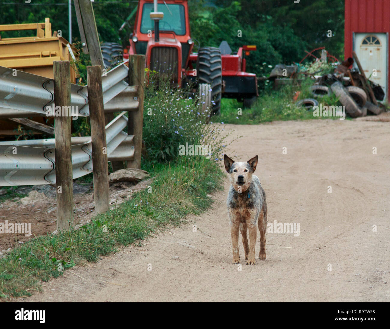 Australian Farm Dog High Resolution Stock Photography and Images - Alamy