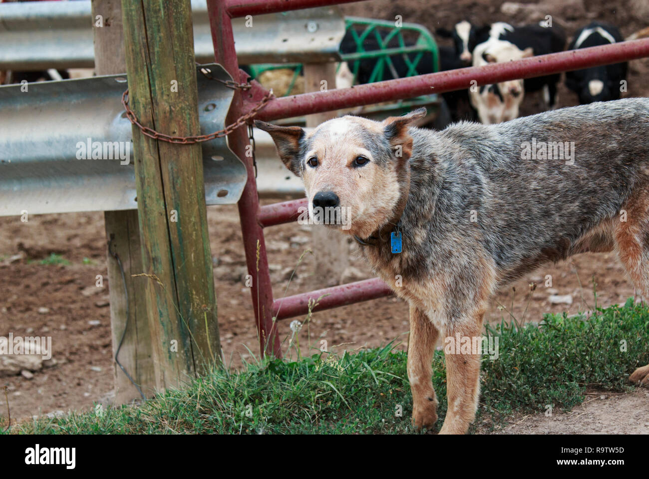 Australian Cattle Dog Farm High Resolution Stock Photography and Images ...