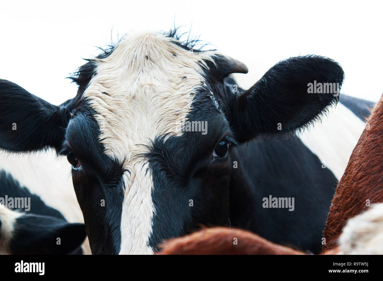 Cattle face flies hi-res stock photography and images - Alamy