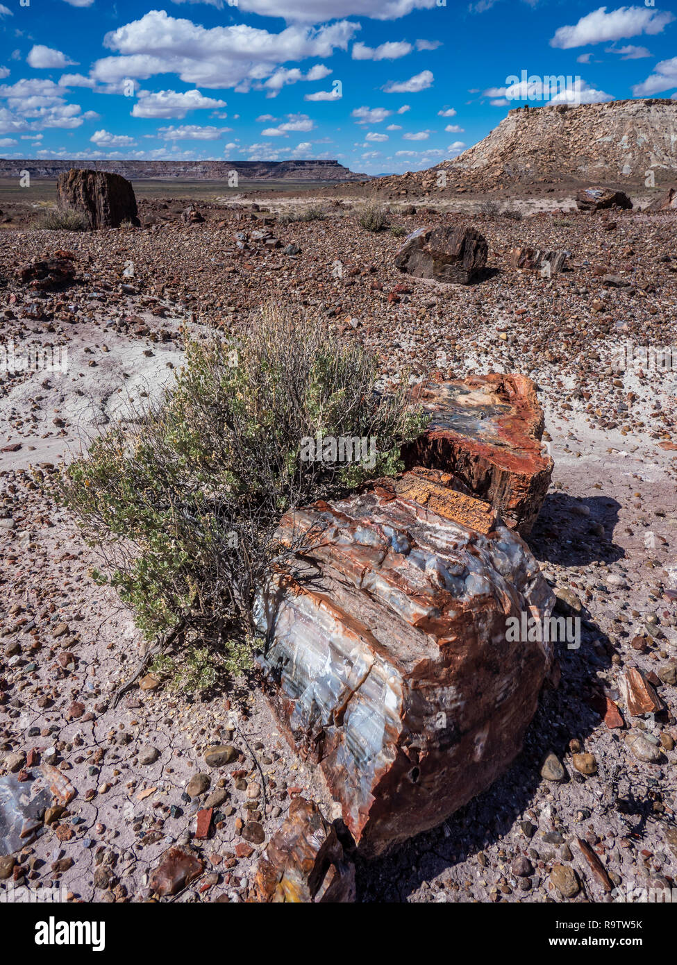 Petrified wood along the old road into the Jasper Forest area ...