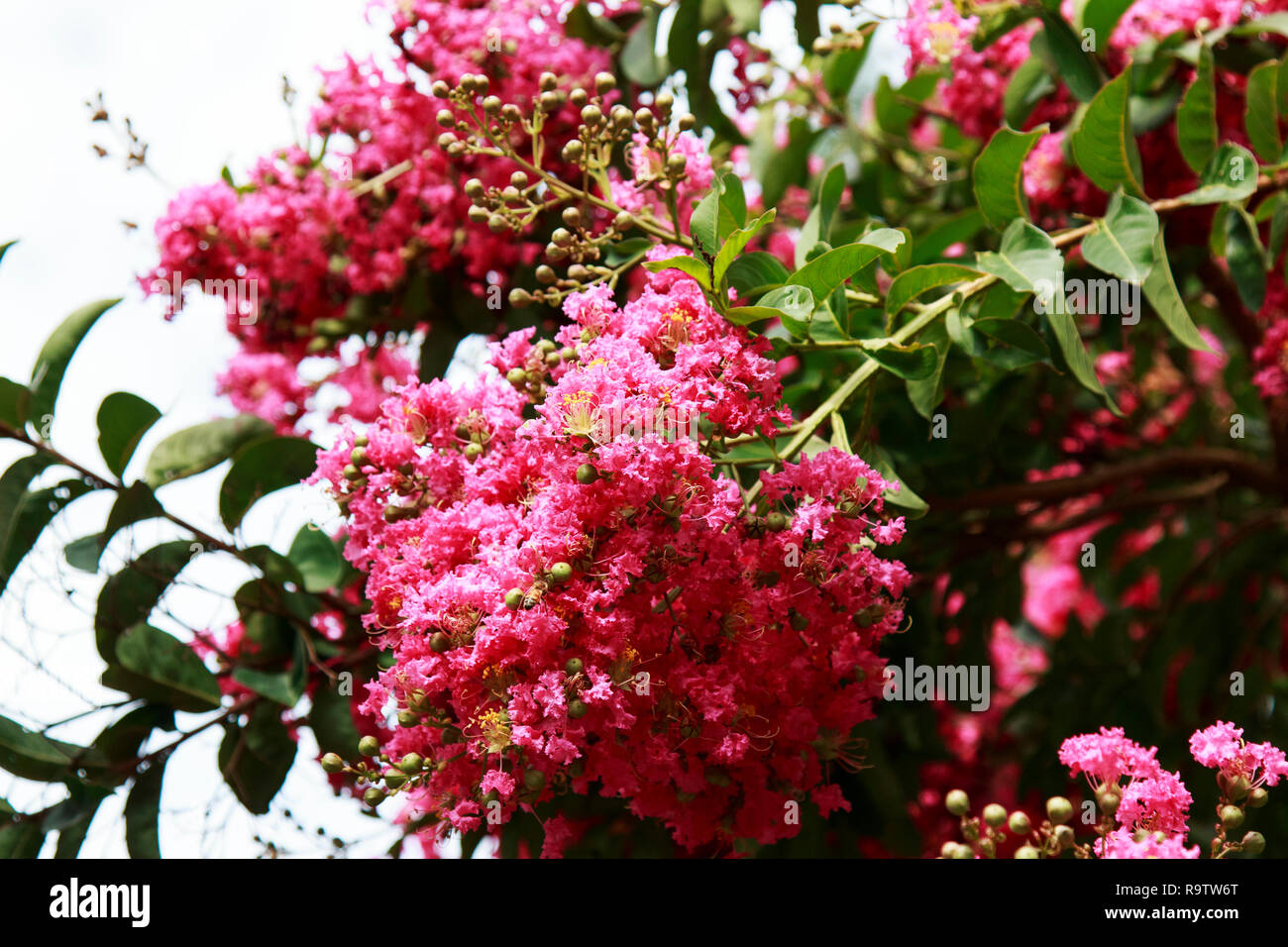 Crepe myrtle tree shrub hi-res stock photography and images - Alamy