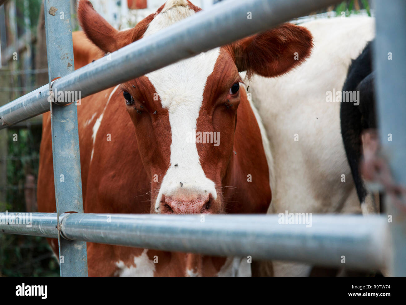 Cow Head Gate High Resolution Stock Photography and Images - Alamy