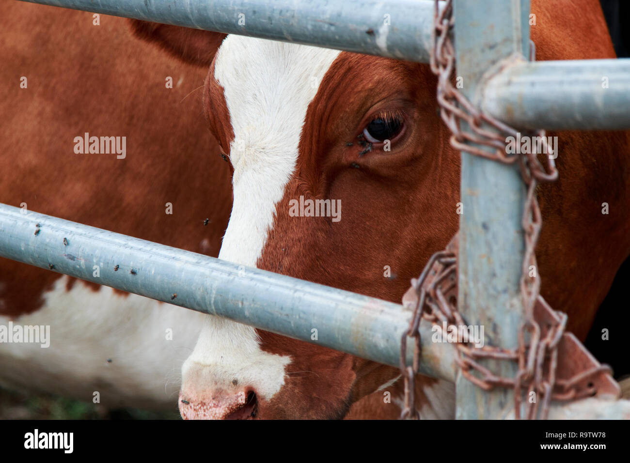 Through Eye Gate High Resolution Stock Photography and Images - Alamy
