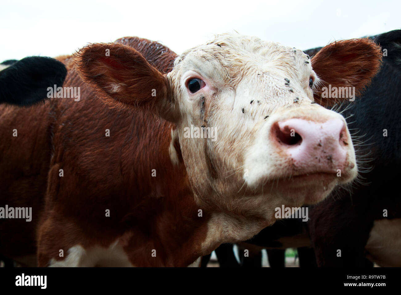 Cattle face flies hi-res stock photography and images - Alamy