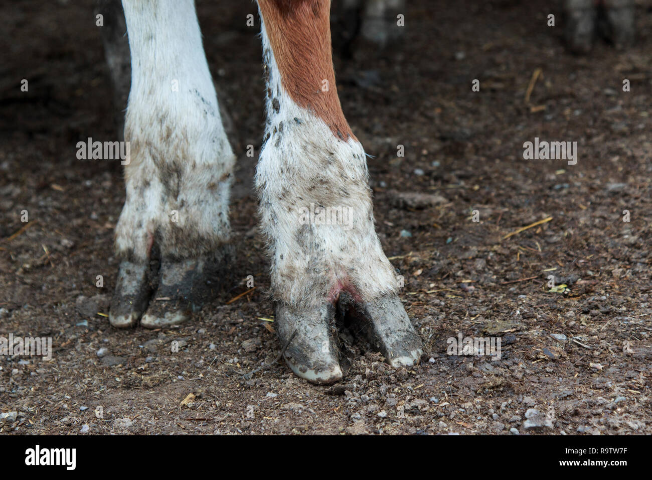 Cow Hooves High Resolution Stock Photography and Images - Alamy