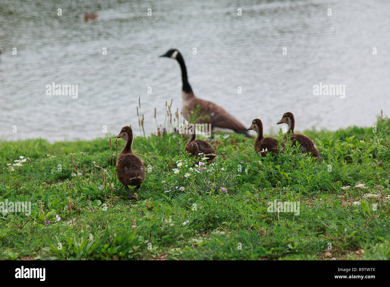 Ducklings Walking High Resolution Stock Photography and Images - Alamy