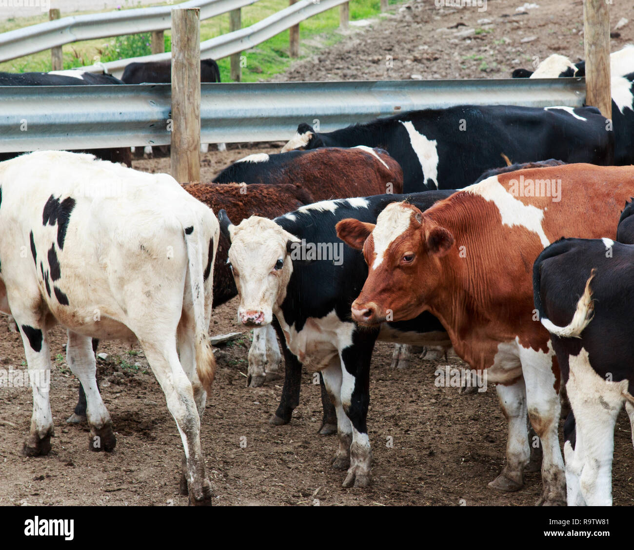 Black steer cow cattle hi-res stock photography and images - Alamy