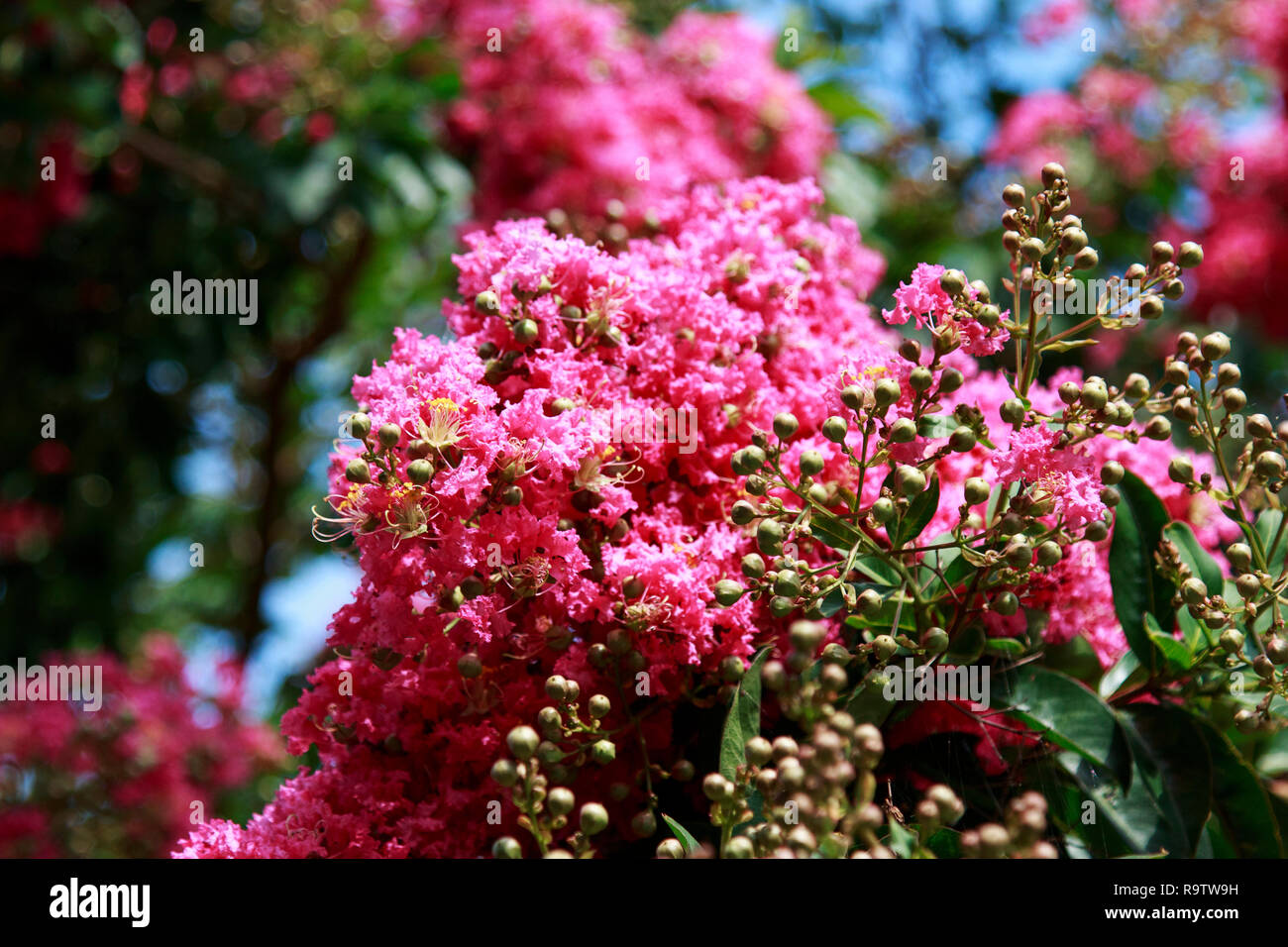 Pink crape myrtle hi-res stock photography and images - Alamy