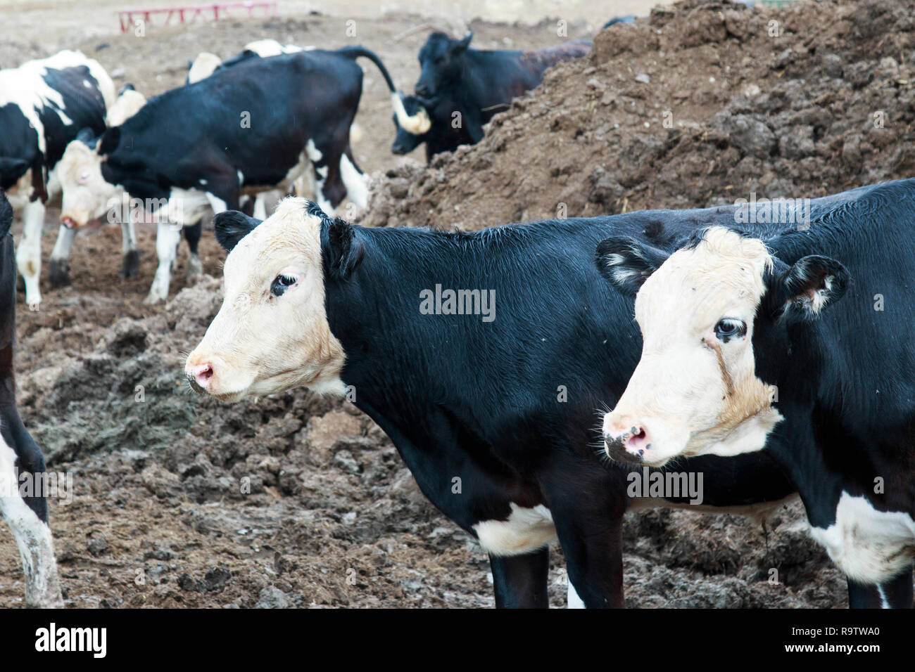 Dirty cow face hi-res stock photography and images - Alamy