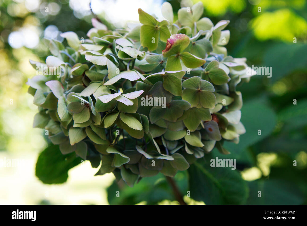 Green hydrangea hi-res stock photography and images - Alamy