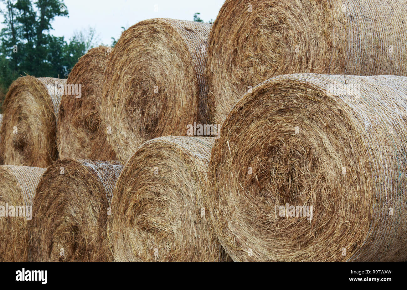 Hauling round bale hay hi-res stock photography and images - Alamy