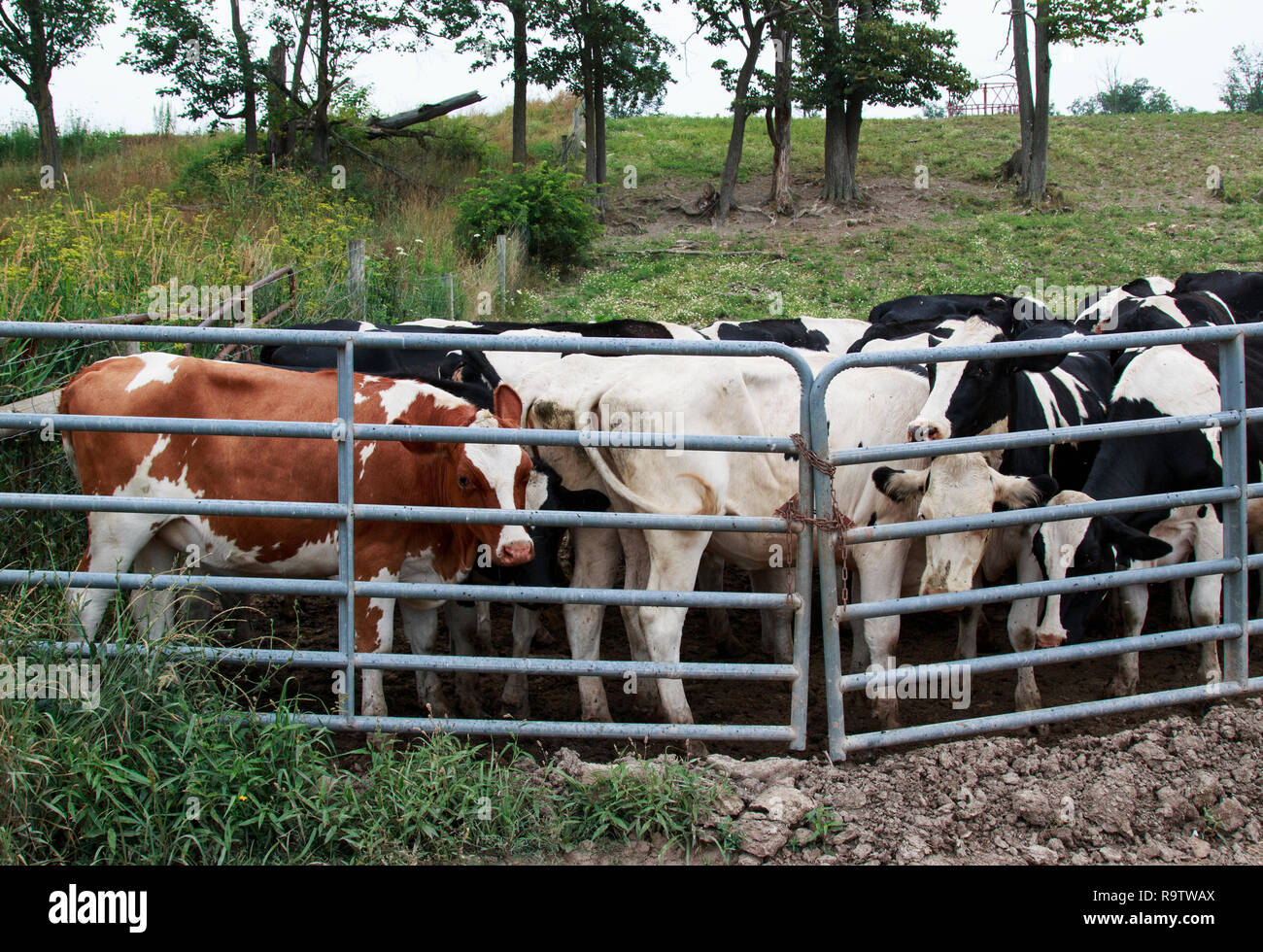 Black steer white face close hi-res stock photography and images - Alamy