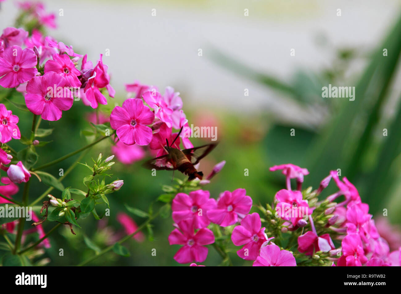 Hybrid Phlox High Resolution Stock Photography and Images - Alamy