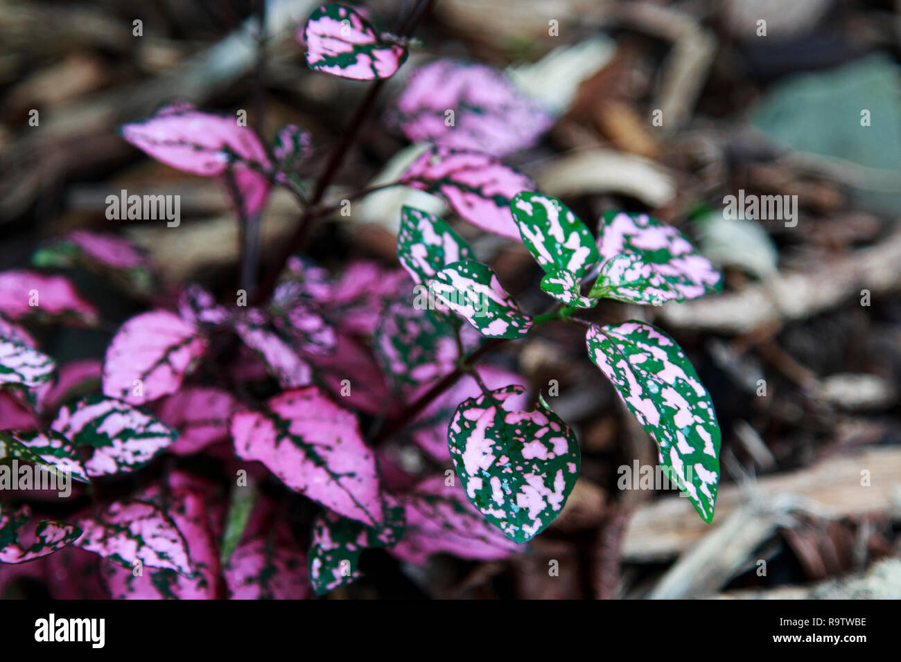 Hypoestes leaves garden hi-res stock photography and images - Alamy
