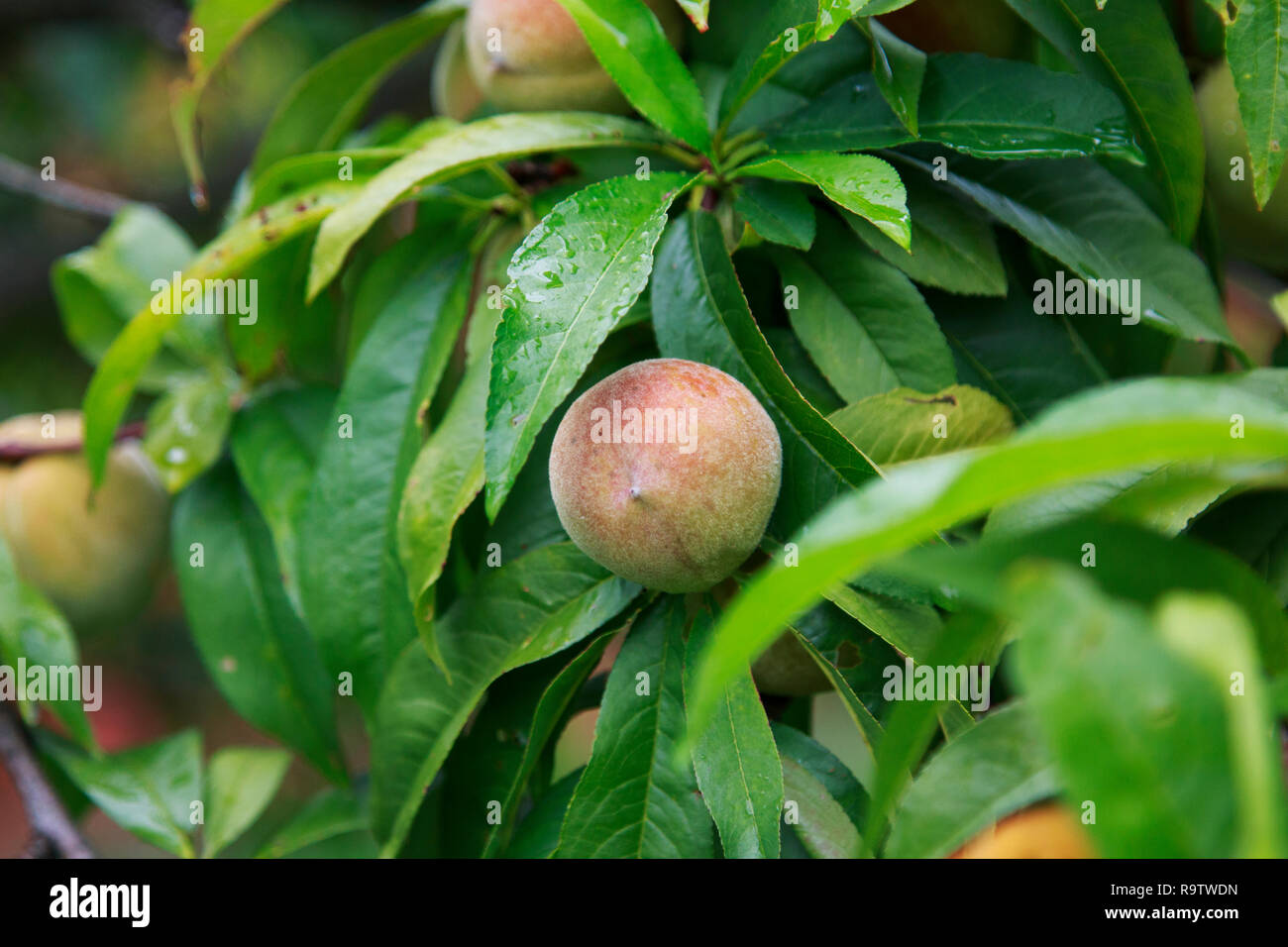 Peach Growing In Tree High Resolution Stock Photography and Images - Alamy