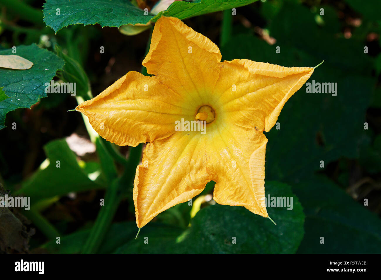 Pumpkin Bud High Resolution Stock Photography and Images - Alamy
