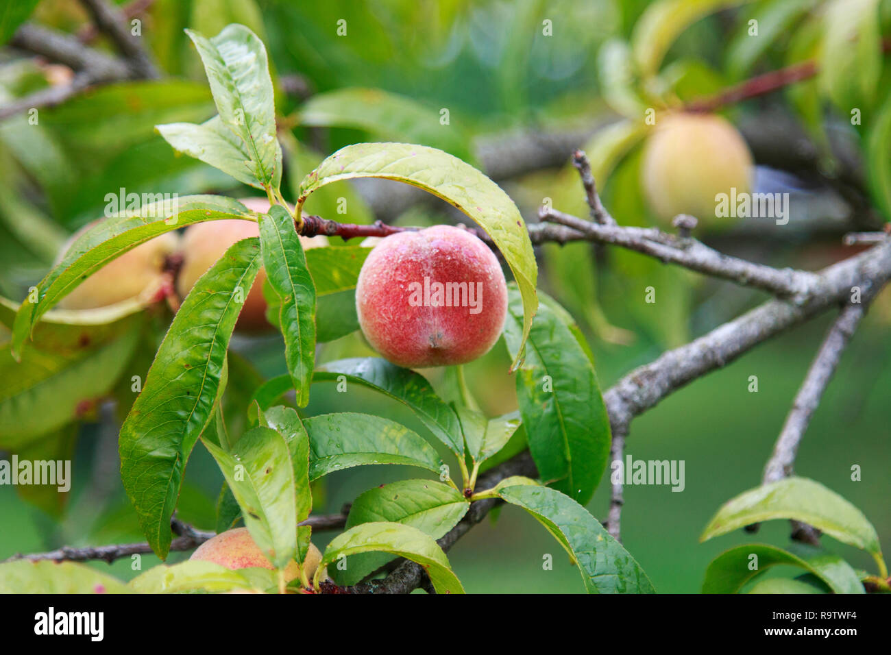 Peach growing on tree hi-res stock photography and images - Alamy