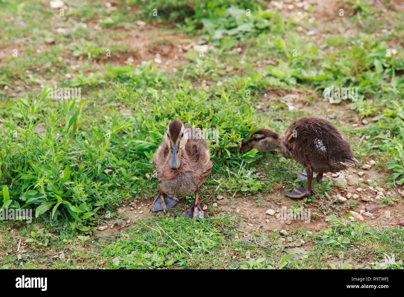 Ducklings Walking High Resolution Stock Photography and Images - Alamy