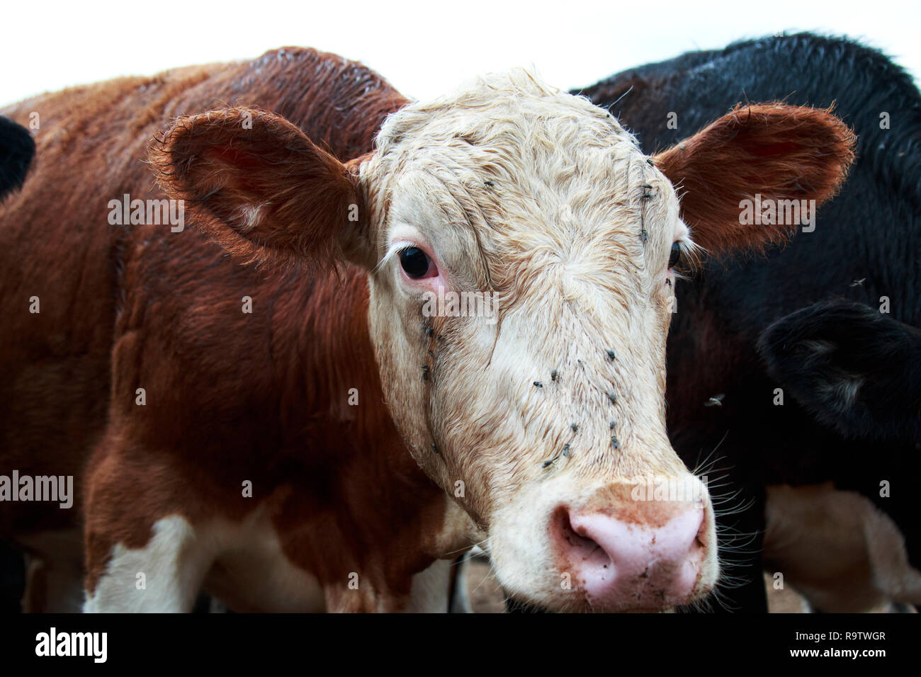 Wet cow nose hi-res stock photography and images - Alamy