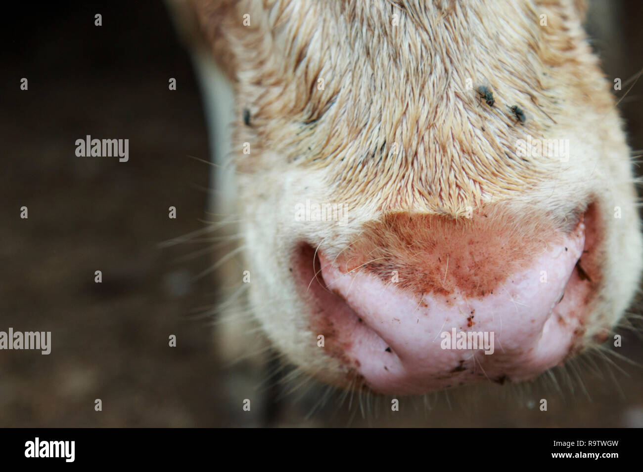 Cow nose pink hi-res stock photography and images - Alamy