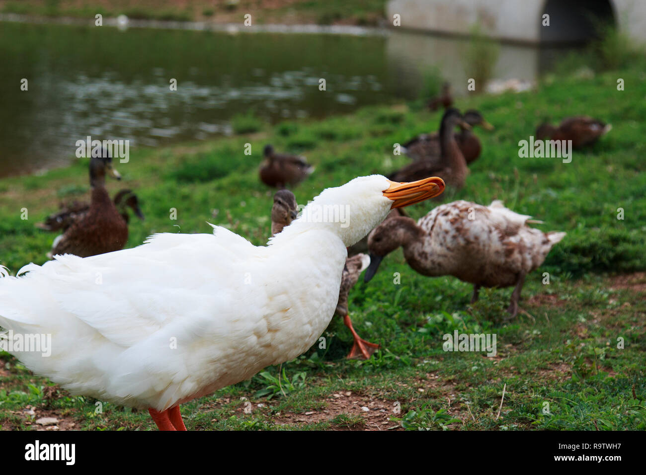 Duck itch hi-res stock photography and images - Alamy