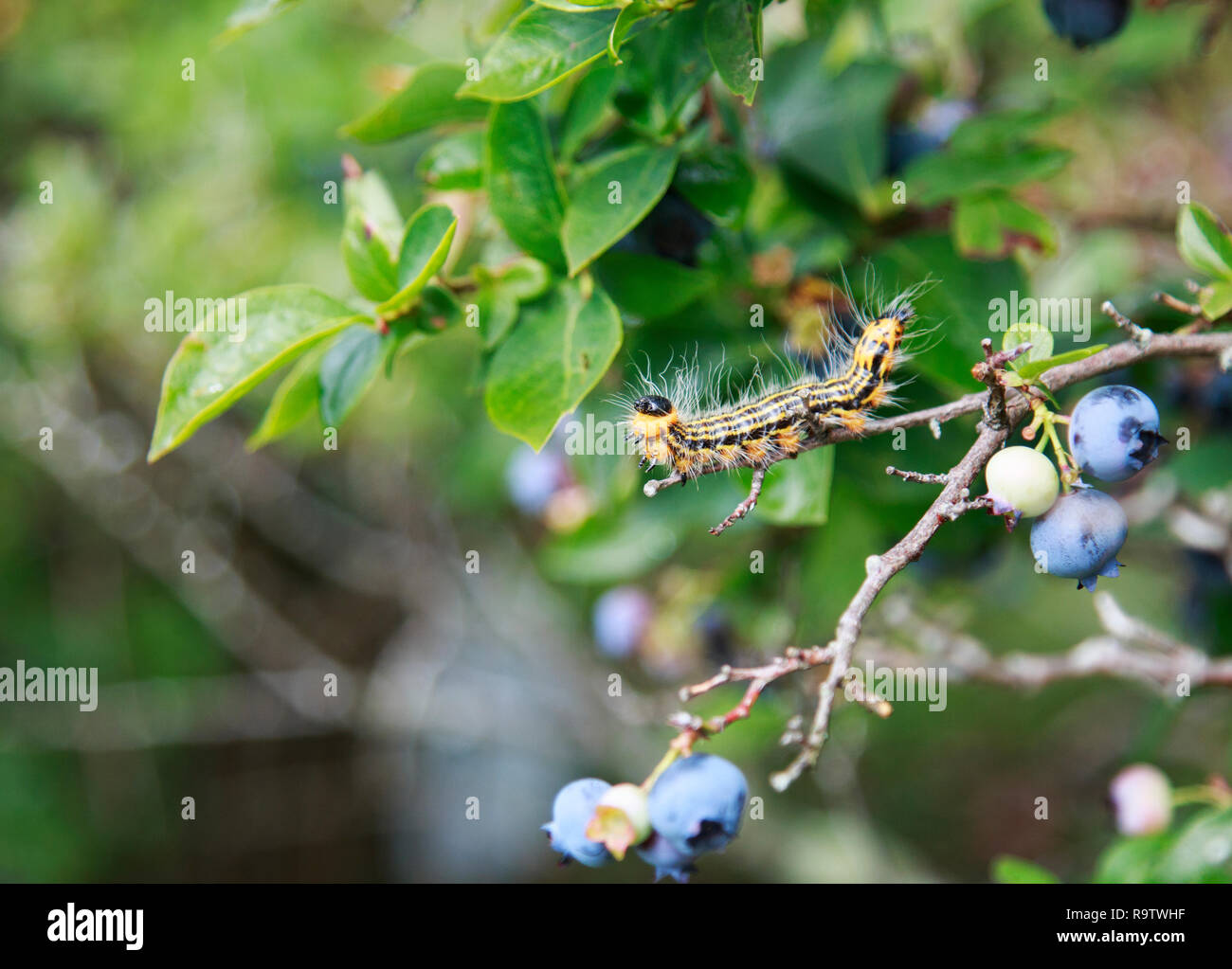 Defensive branch hi-res stock photography and images - Alamy