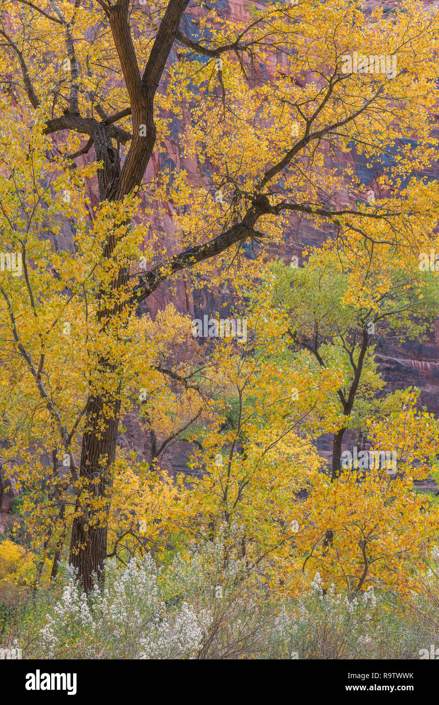 Zion Fall Colors Stock Photo - Alamy