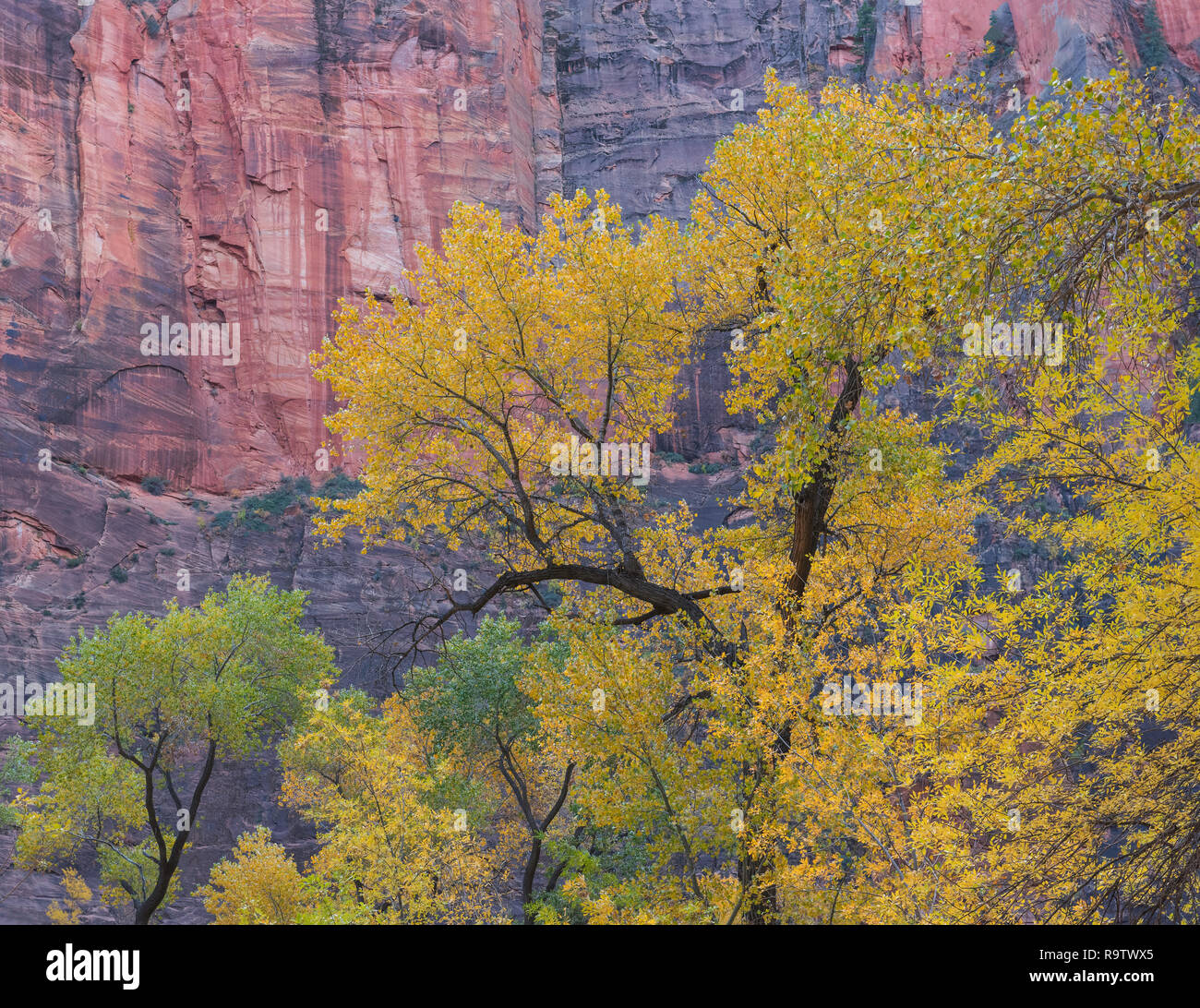 Zion Fall Colors Stock Photo - Alamy