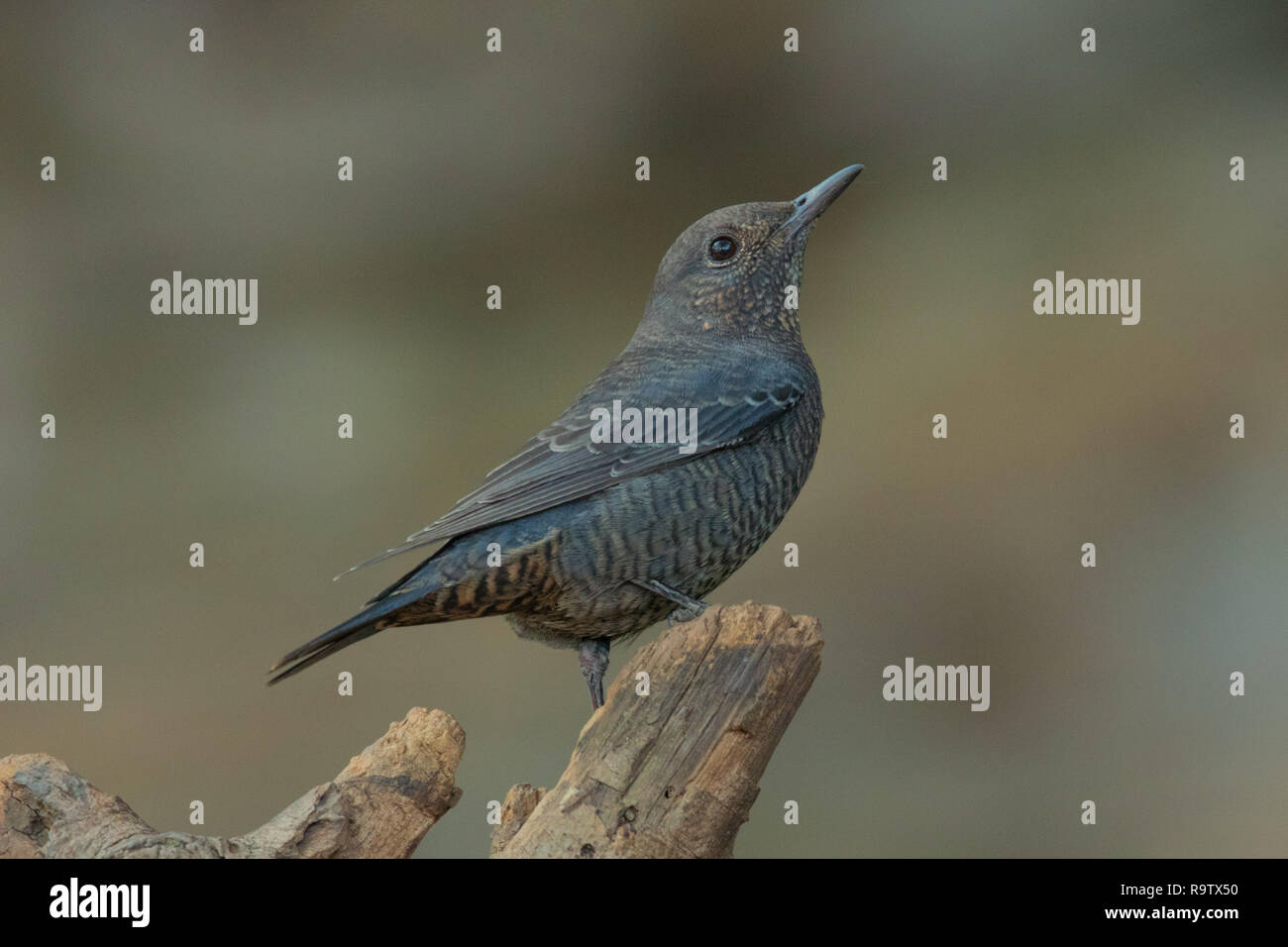 The Blue Rock Thrush is a species of chat. This thrush-like Old World ...