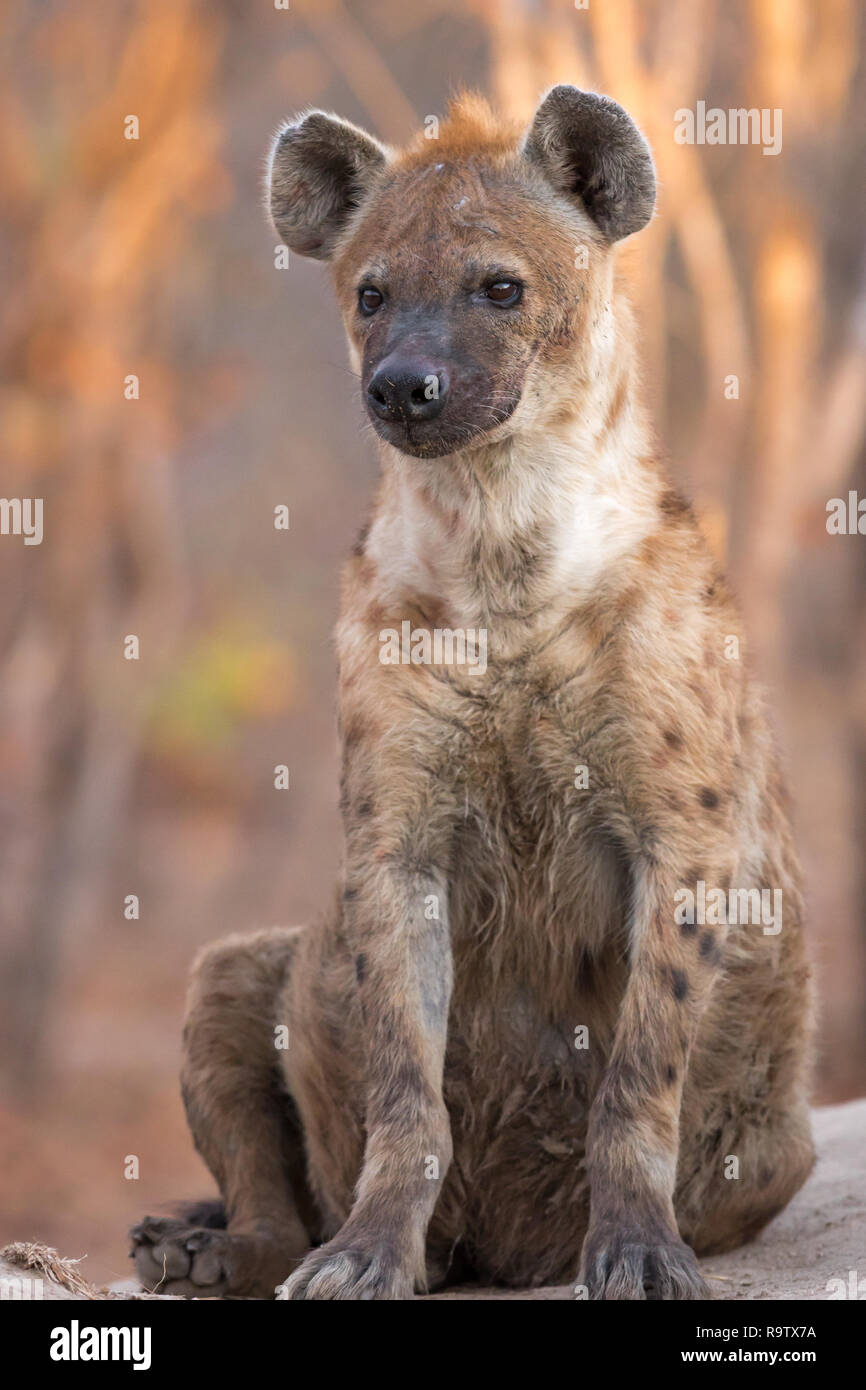 Spotted hyena sitting outside den on cold winter's morning Stock Photo ...