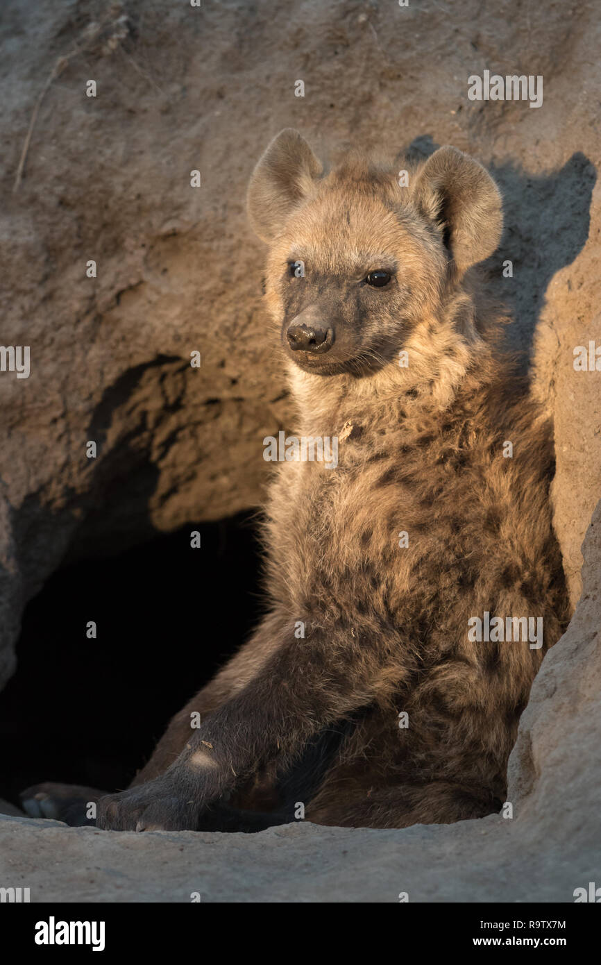 Lonely hyena sitting in entrance of den waiting for the other members ...