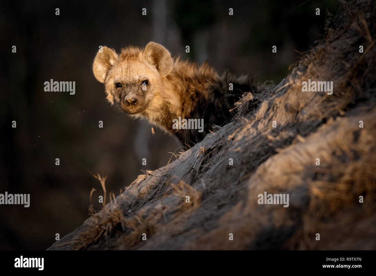 Hyena spotted hyena hyena sitting hi-res stock photography and images ...