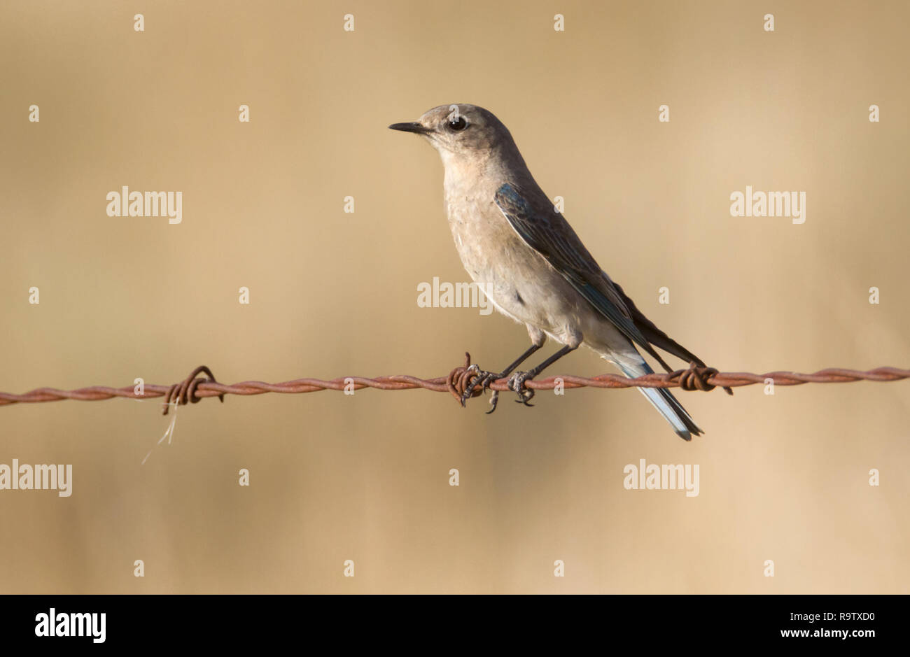 Fence female bluebird country hi-res stock photography and images - Alamy