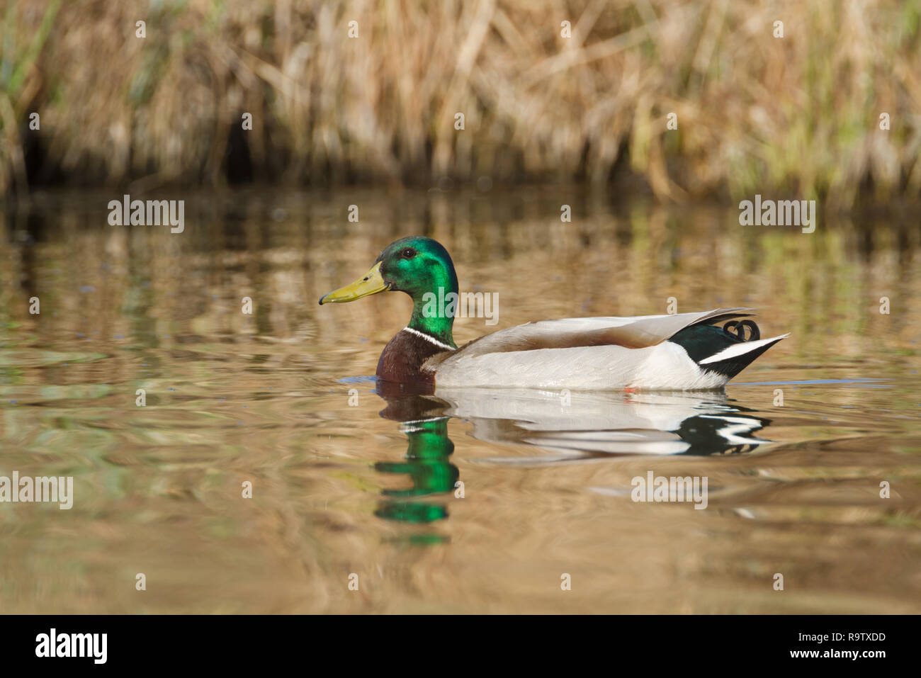 Mallard male colours hi-res stock photography and images - Alamy