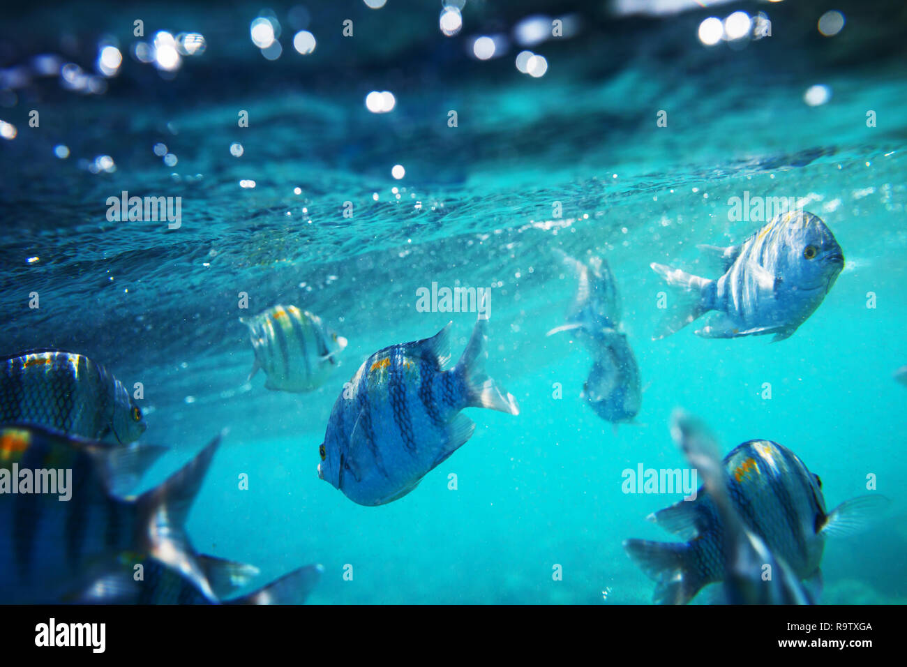 fish under water Stock Photo - Alamy