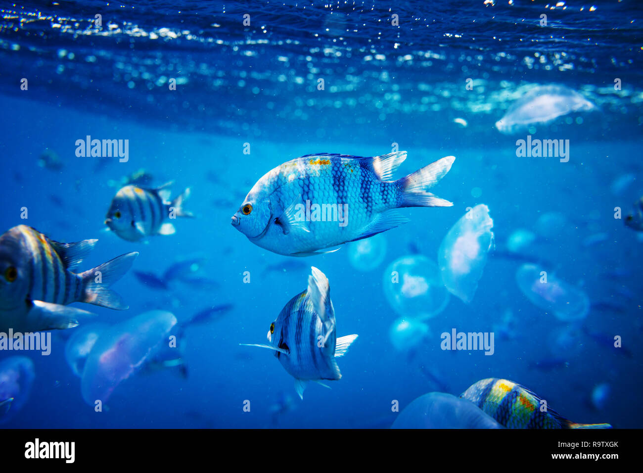 fish under water Stock Photo - Alamy